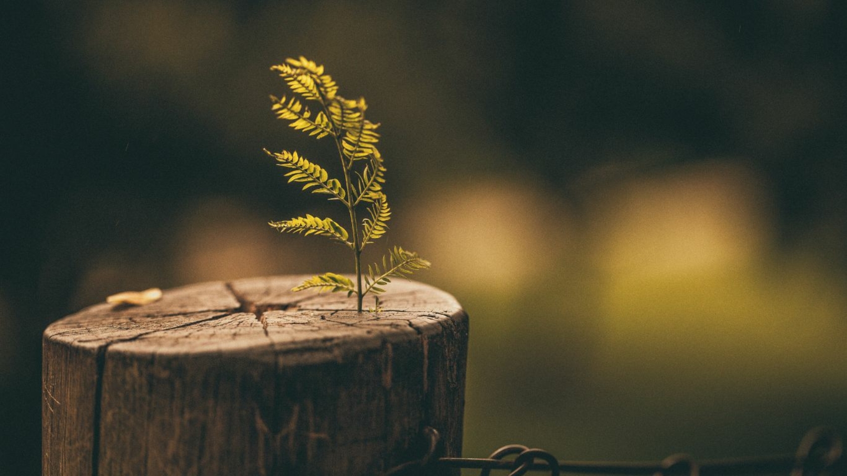 Devocional #48: La adversidad, una oportunidad para crecer